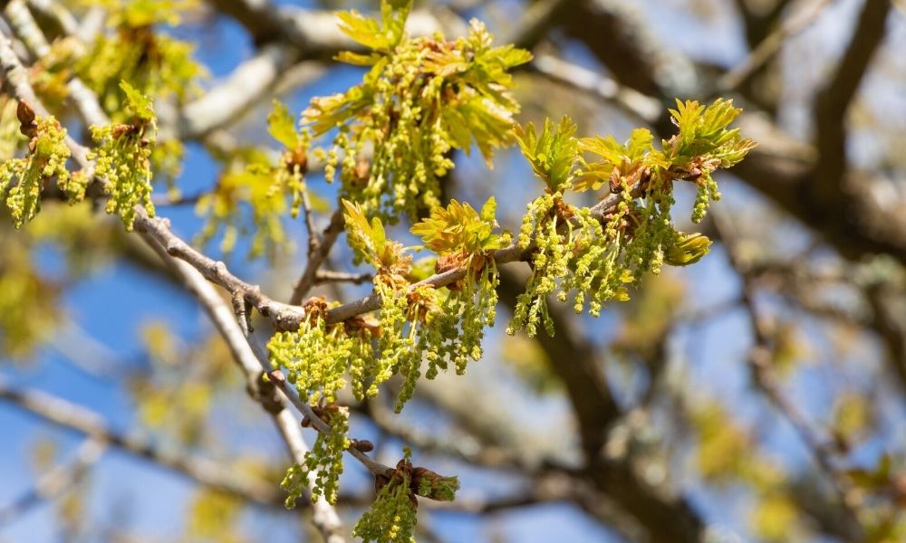 Pollen Allergy Pollen Allergy