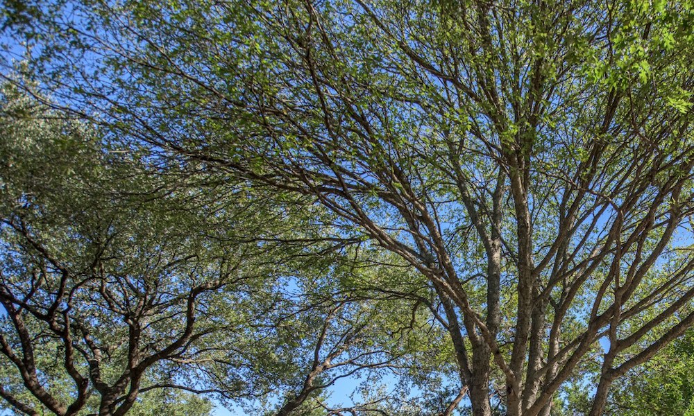 Blog | Sid Mourning Tree Service